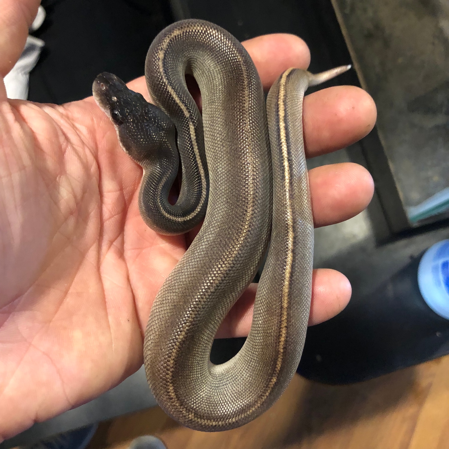 Super Black Head Savannah Ball Python by Iowa Family Exotics & Rescue ...