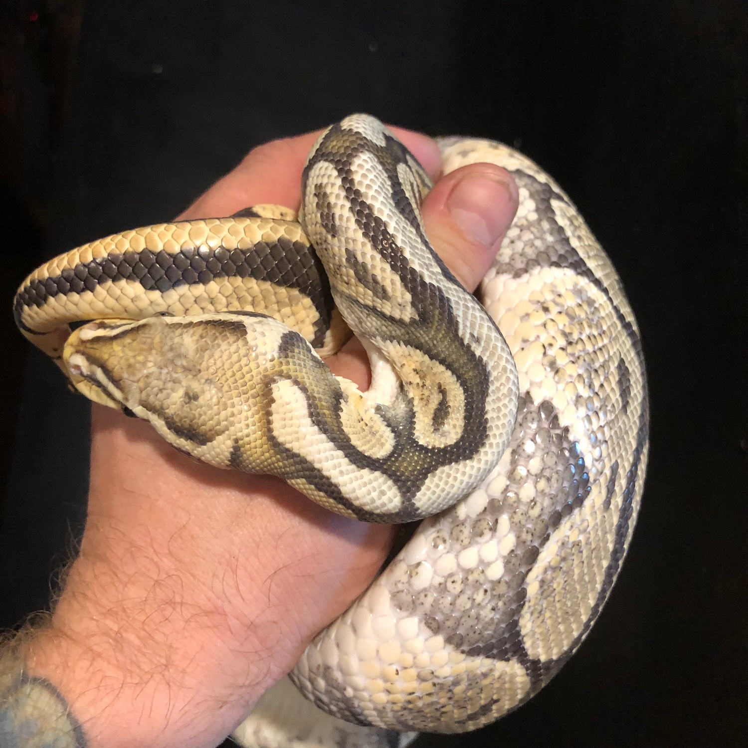 Pastel Hypo Female *Proven Ball Python by Iowa Family Exotics & Rescue ...
