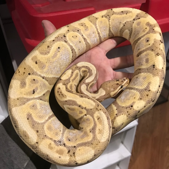 Banana Female Ball Python by Iowa Family Exotics & Rescue
