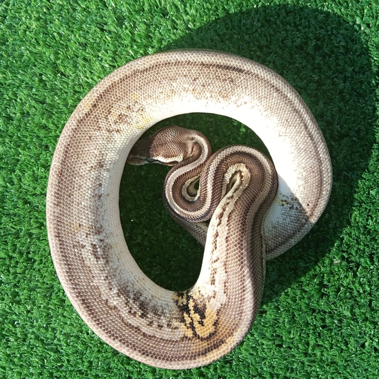 Cinnamon Leopard Yellow Belly Pastel Paradox Probably Spotnose Ball ...