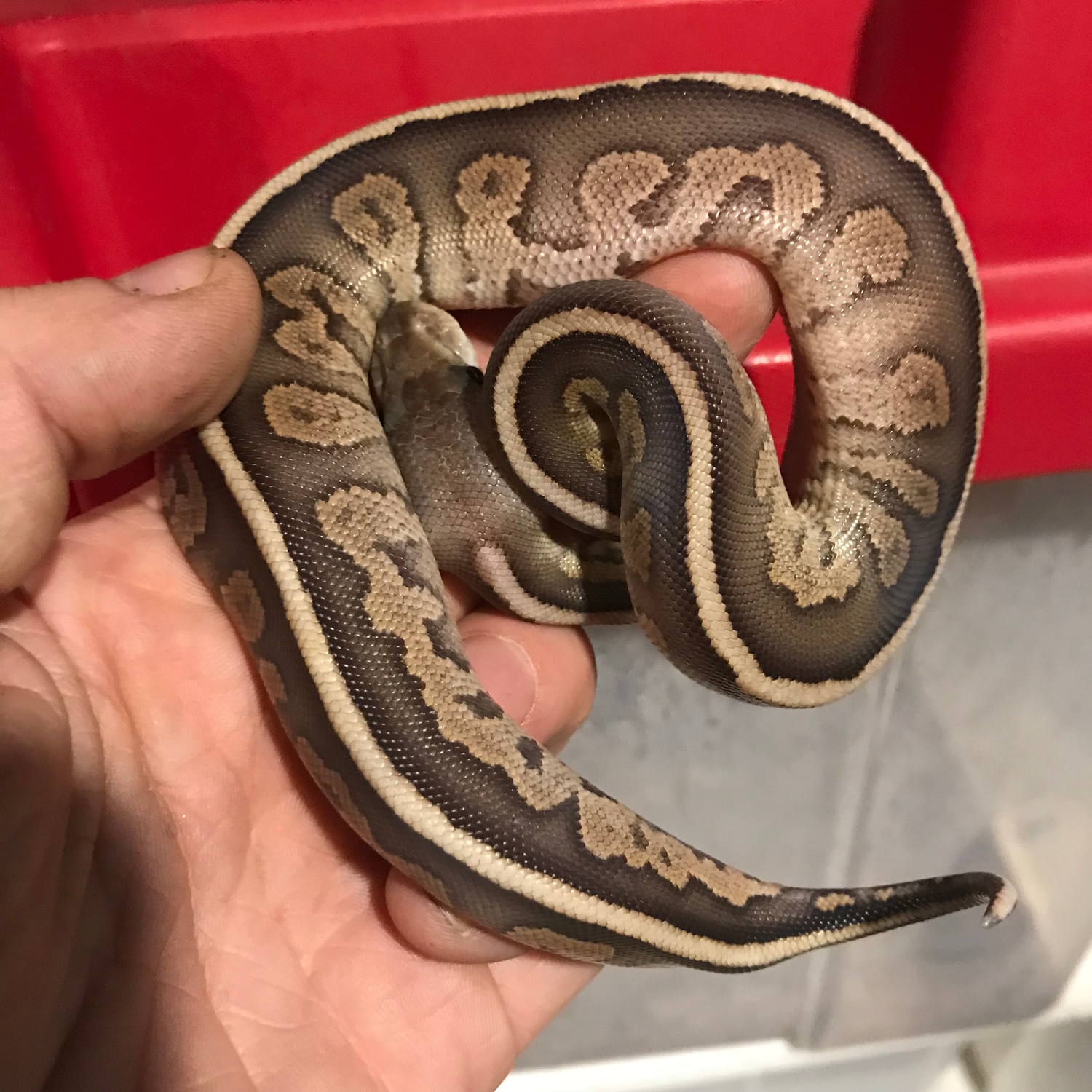 Cinnamon Fire Yellow Belly Ball Python by Iowa Family Exotics & Rescue ...