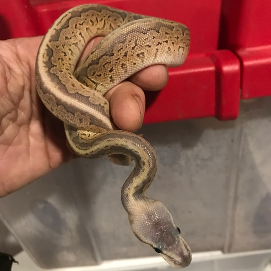 Black Head Lemonblast Hypo Ball Python by Iowa Family Exotics & Rescue