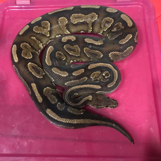 Black Pastel Yellow Belly Ball Python by Iowa Family Exotics & Rescue