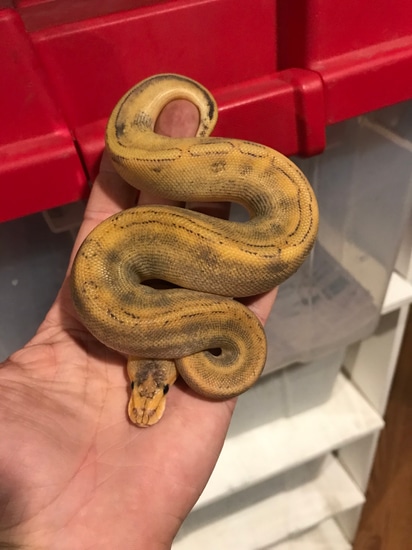 Champagne Orange Dream Poss Het Hypo Ball Python by Iowa Family Exotics ...