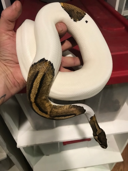 High White 940g Piebald Female Ball Python by Iowa Family Exotics & Rescue