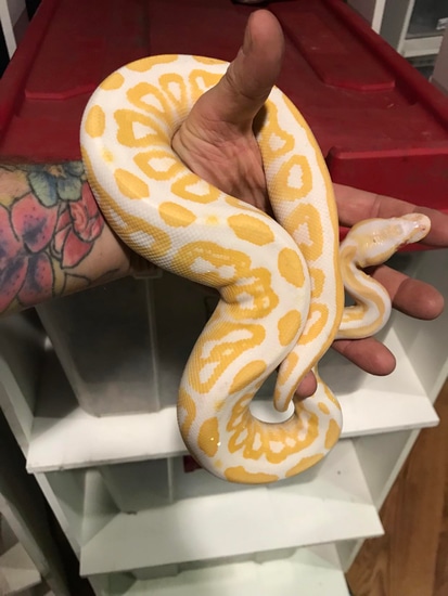 Black Pastel Albino Ball Python by Iowa Family Exotics & Rescue