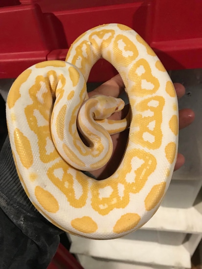 Black Pastel Albino Ball Python by Iowa Family Exotics & Rescue