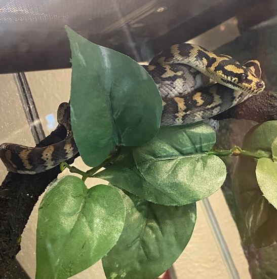 100% Double Het Axanthic/Granite Irian Jaya Carpet Python by Iowa ...