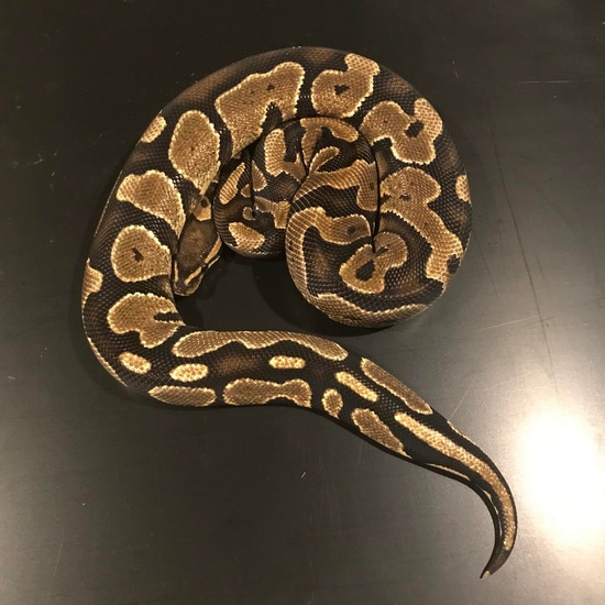 Wholesale Lot Of 14 Ball Pythons by Iowa Family Exotics & Rescue