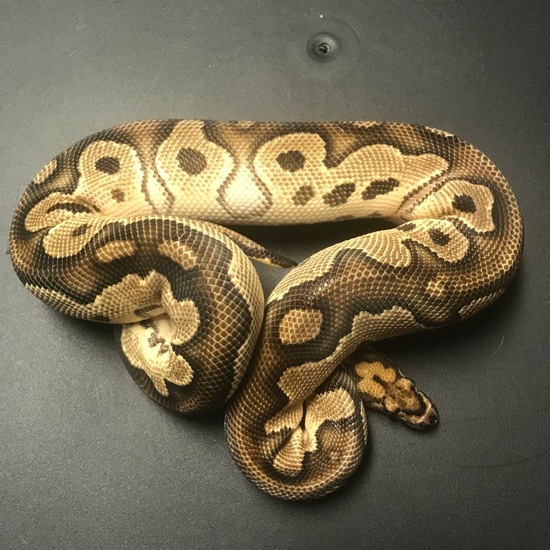 Orange Dream Poss Blade Clown Ball Python by Iowa Family Exotics & Rescue
