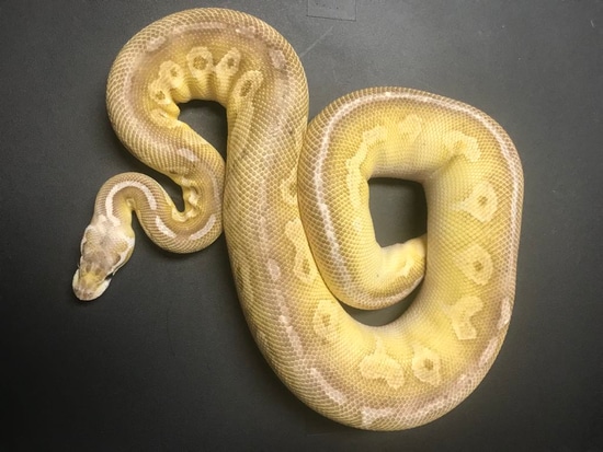Pastel Cinnamon Lesser Ball Python by Iowa Family Exotics & Rescue