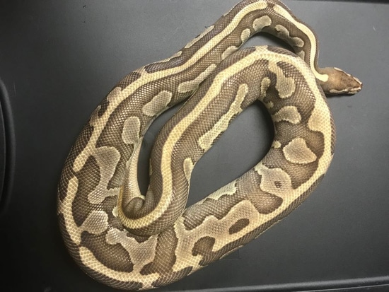Leopard Lesser Ball Python by Iowa Family Exotics & Rescue