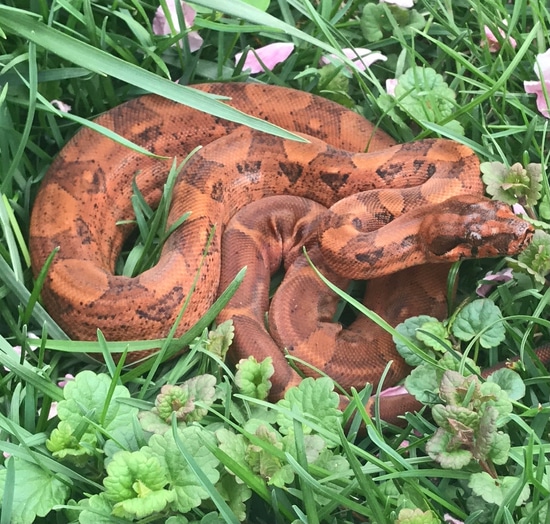 Hypo Blood Boa Great Color! Boa Constrictor by Iowa Family Exotics & Rescue