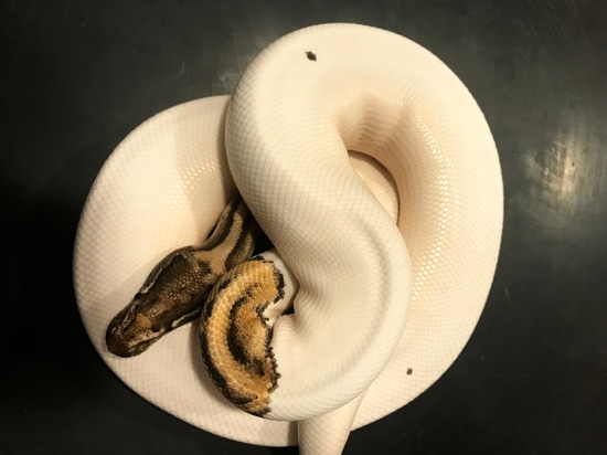Pastel Pied Ball Python by Iowa Family Exotics & Rescue