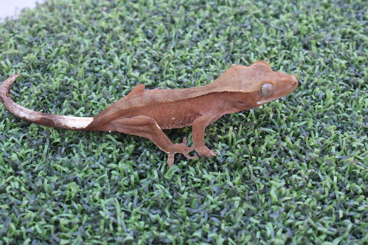 Red Bi-Color Crested Gecko by DLC_Cresteds - MorphMarket