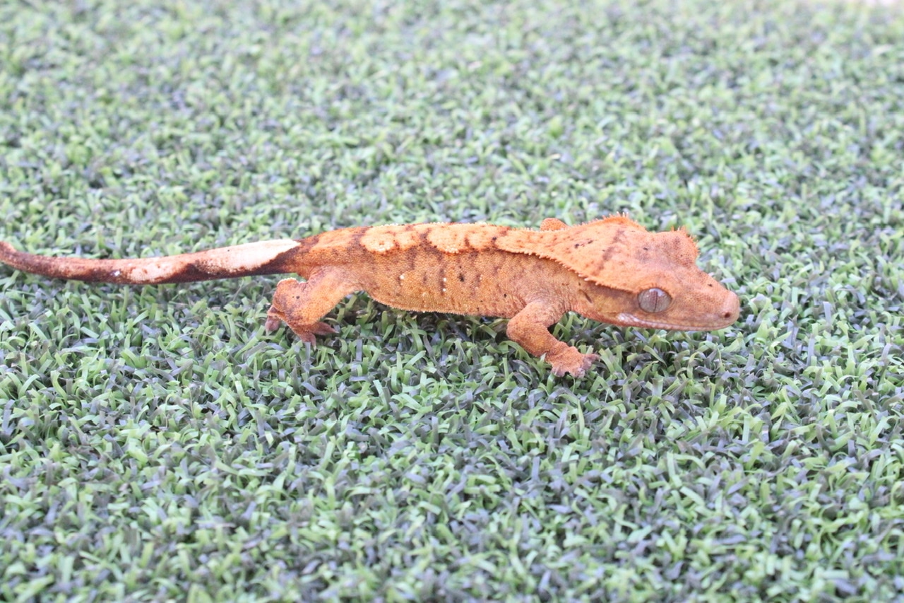 Brindle Cream W/ Portholes Crested Gecko by DLC_Cresteds - MorphMarket