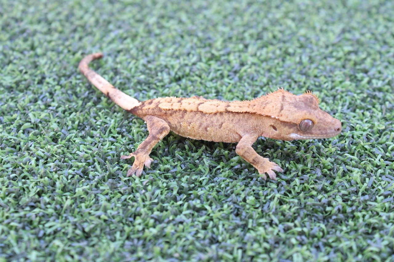 Cream W/ Portholes Crested Gecko by DLC_Cresteds - MorphMarket