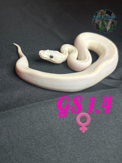 Blue Eyed Lucy (Butter/Russo) Ball Python by DLC_Cresteds