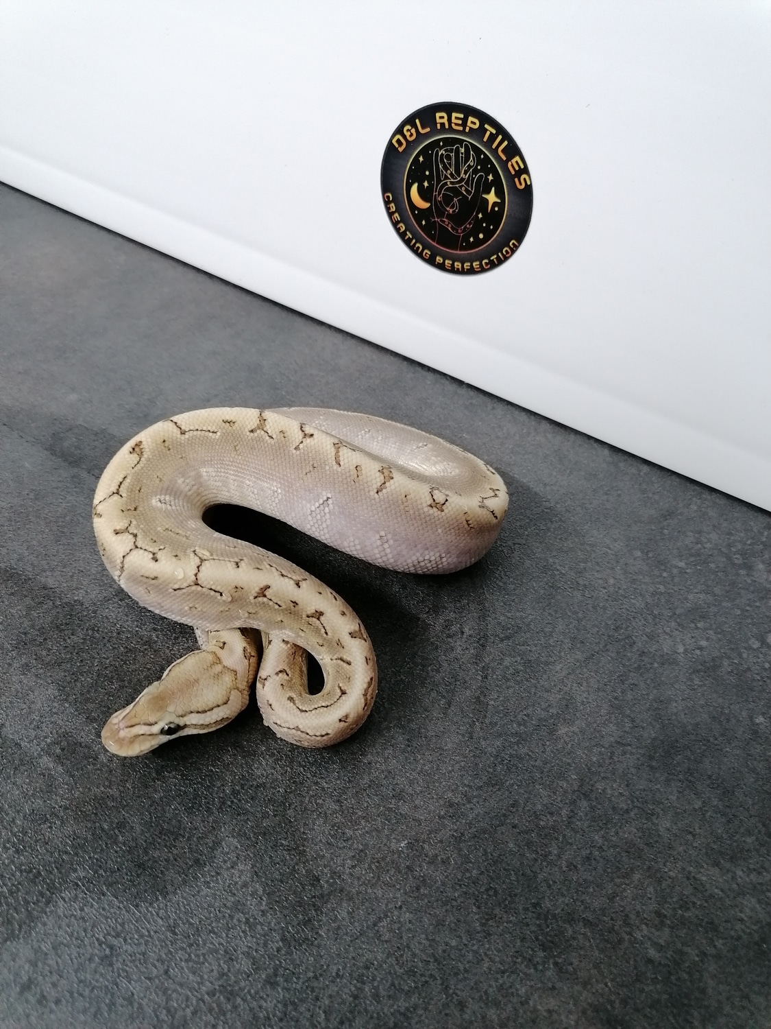 Bamboo Pinstripe Ball Python by D&L reptiles - MorphMarket