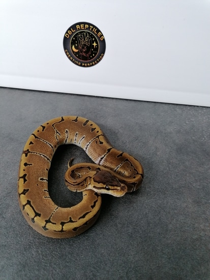 Reduced Pattern Pinstripe Ball Python by D&L reptiles