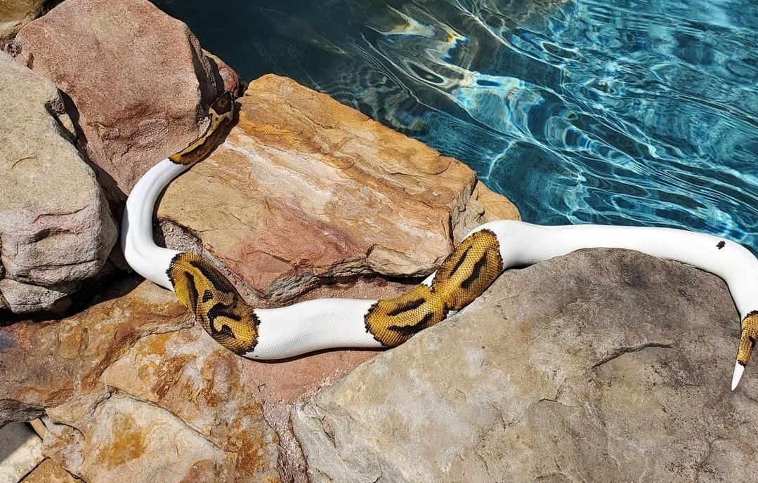Piebald Ball Python by Muscles Ball Pythons - MorphMarket