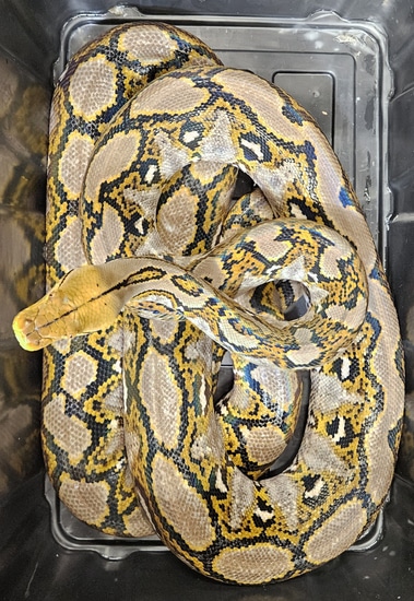 Bali Yellow Head PAIR - F1 Reticulated Python by Highland Serpents