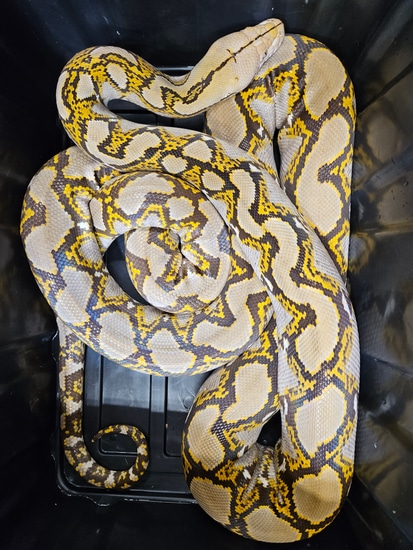 Mocha Reticulated Python by Highland Serpents