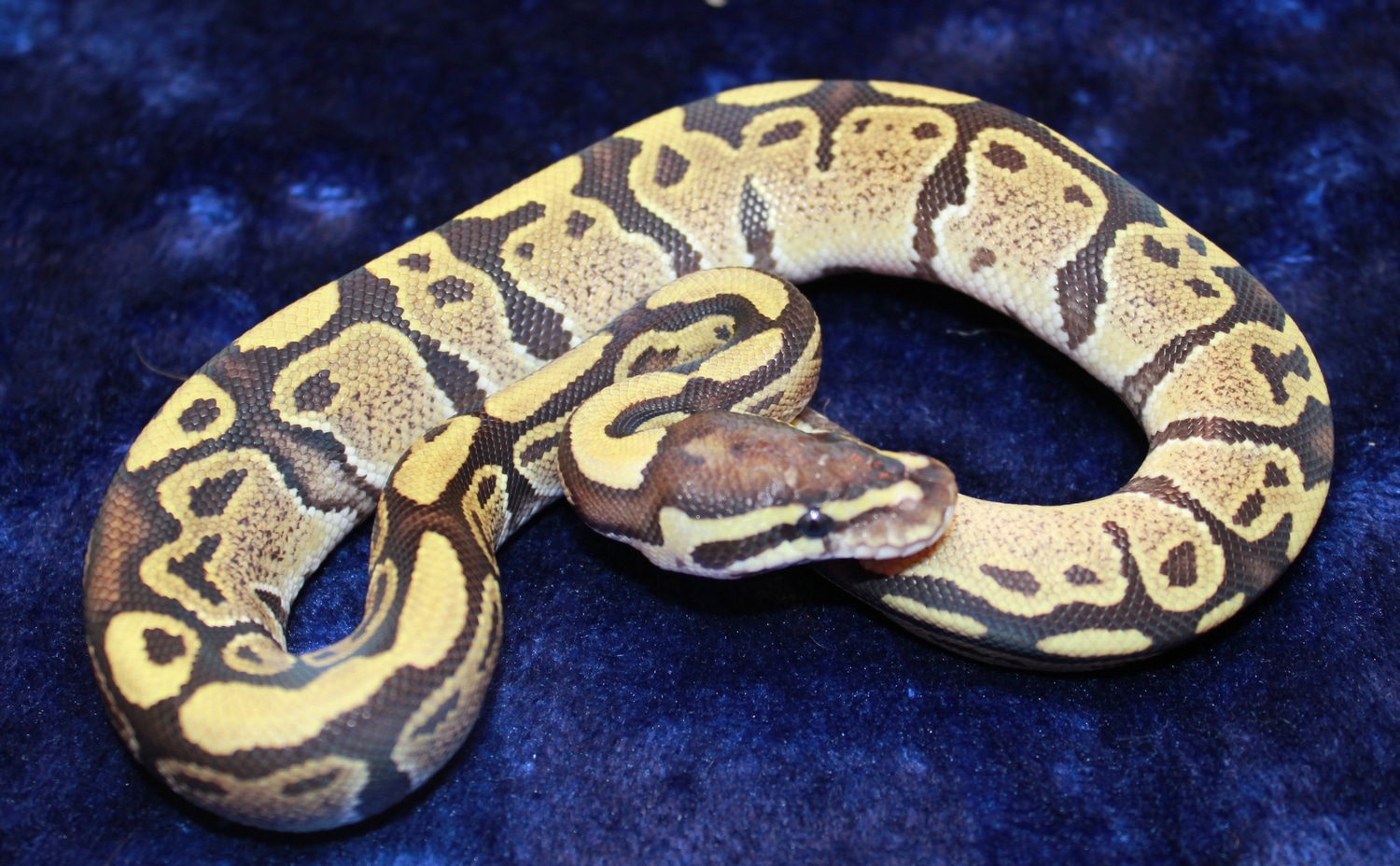 Fire 100% Het Hypo Ball Python by MacRio Reptiles - MorphMarket