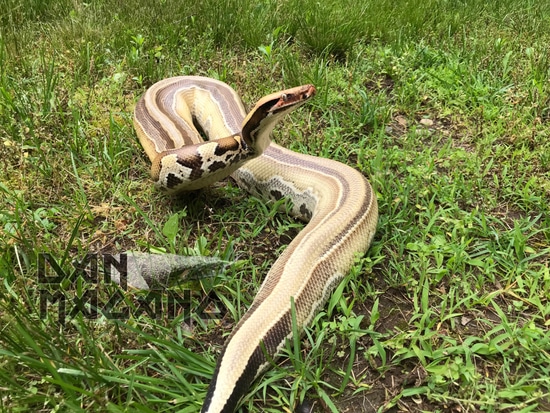 Orion Borneo Short-Tailed Python by Dan Magano Snakes