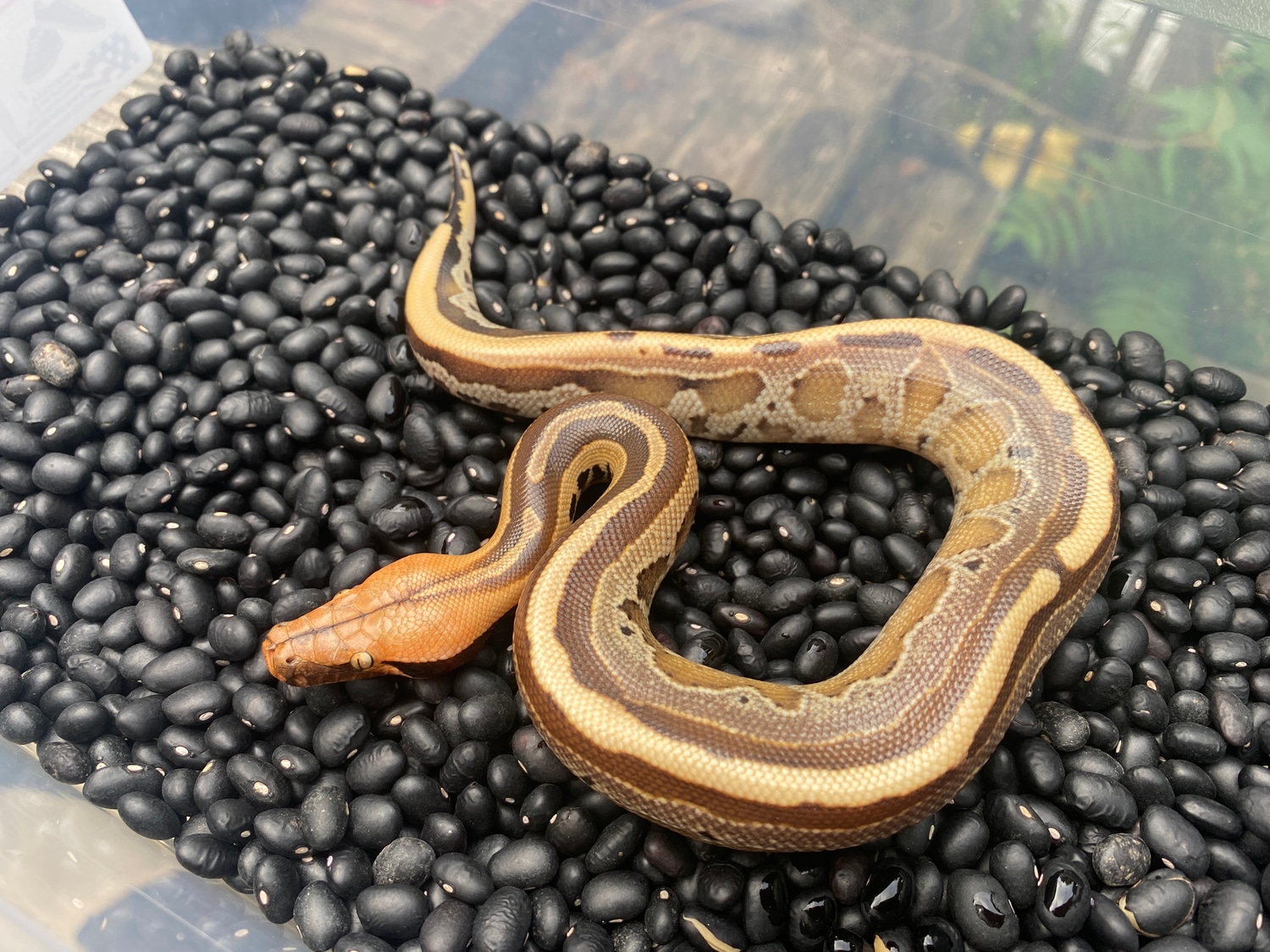 Screaming Nice Male Borneo Short-tailed Python by Dan Magano Snakes ...