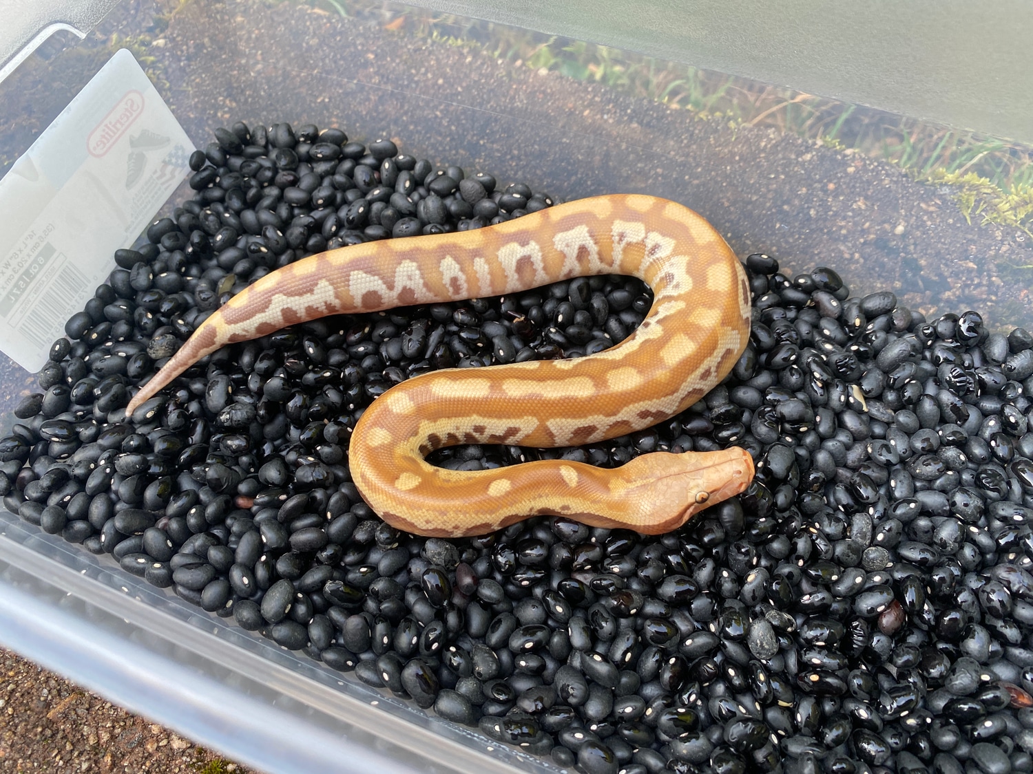 2022 Female T+ Albino Blood Python by Dan Magano Snakes - MorphMarket