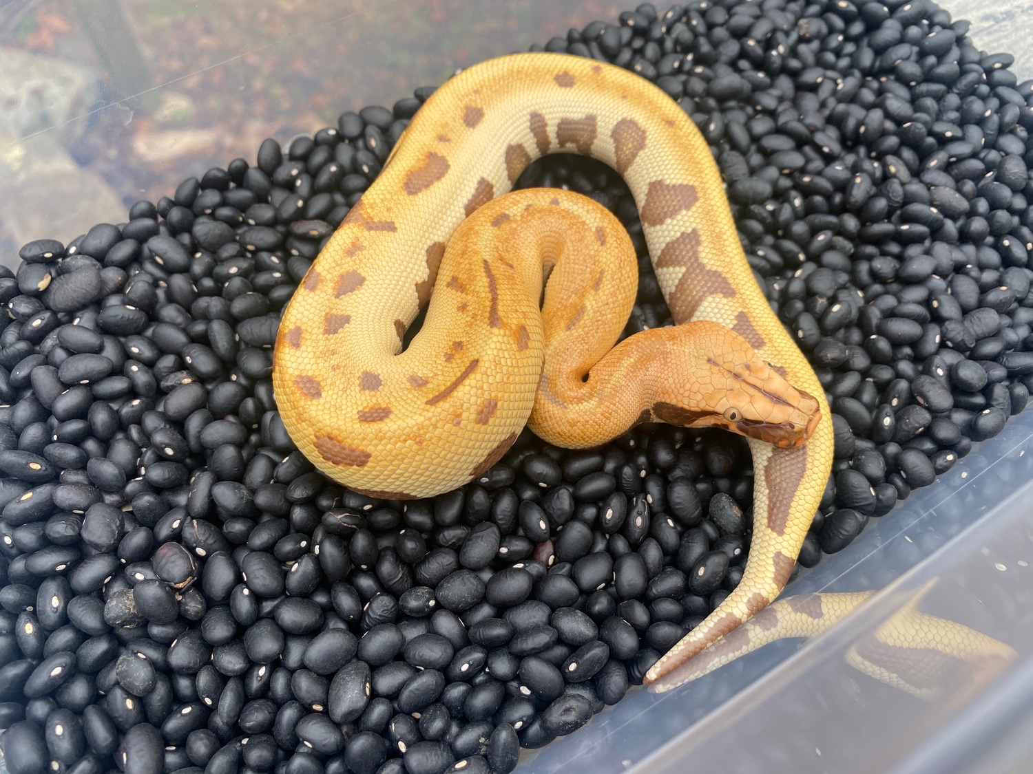 Your Choice Male T+ 007s Blood Python by Dan Magano Snakes - MorphMarket