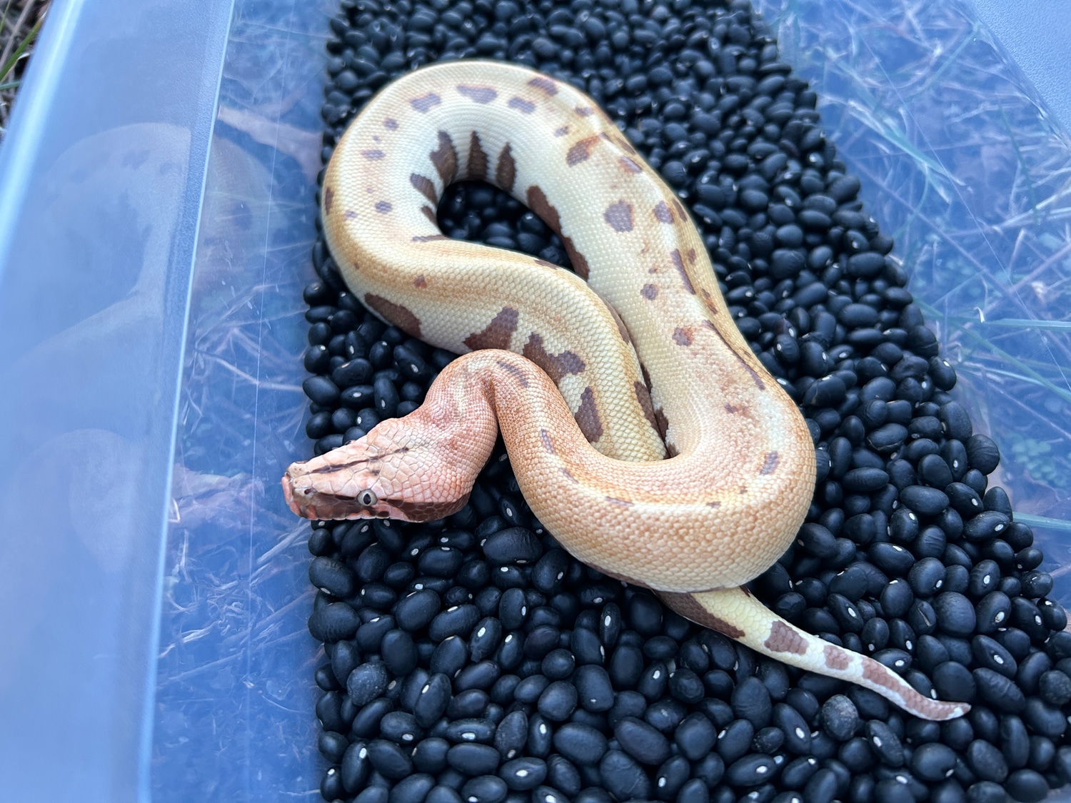 Last ‘22 Male T+ 007! Smoker! Blood Python by Dan Magano Snakes ...