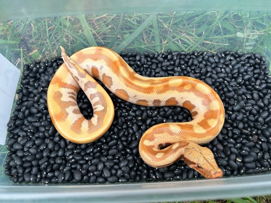 22 Funky Male T+ Blood Python by Dan Magano Snakes