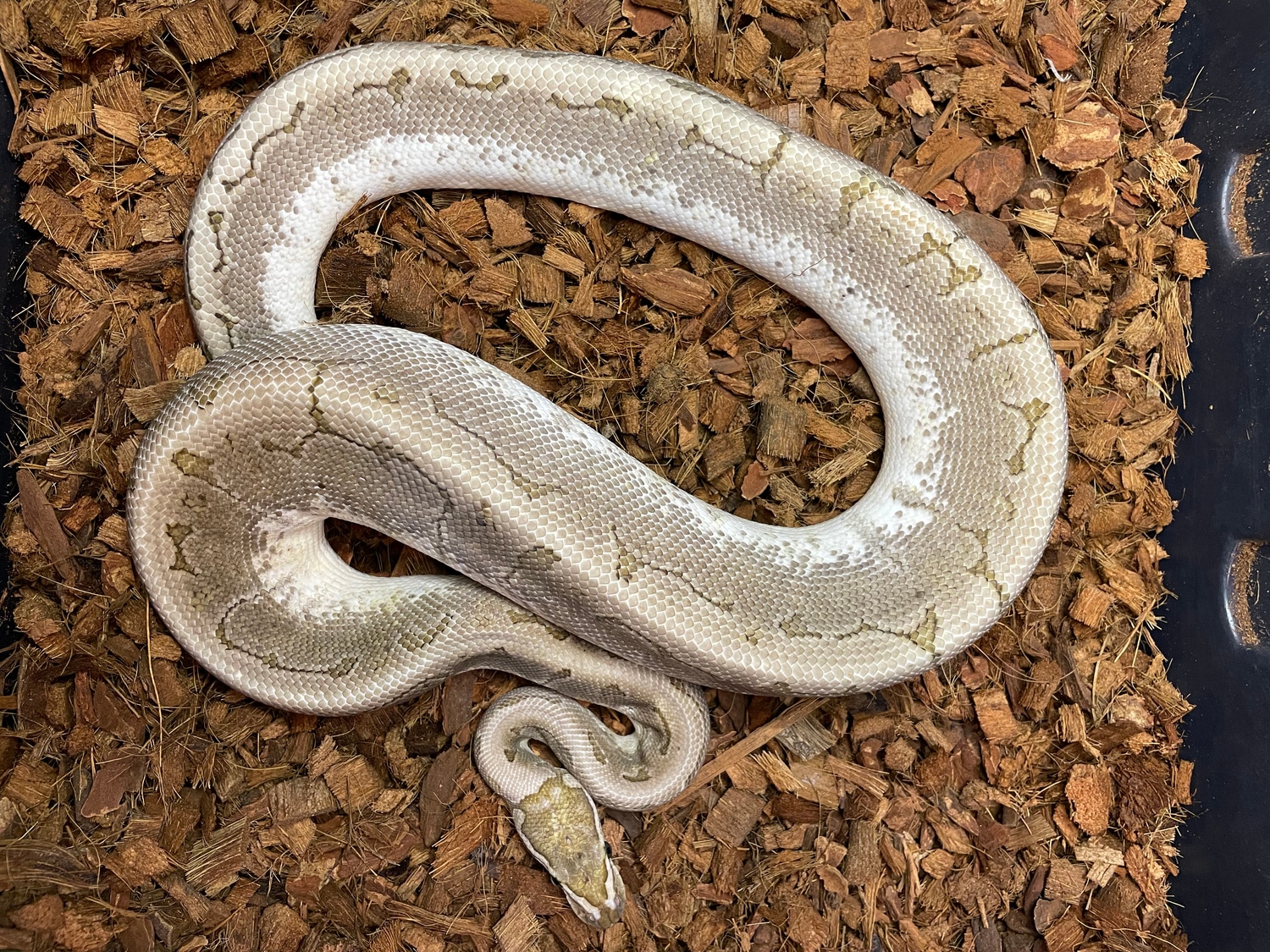 Pinstripe Spider (Free Shipping) Ball Python by Big Apple Pythons ...