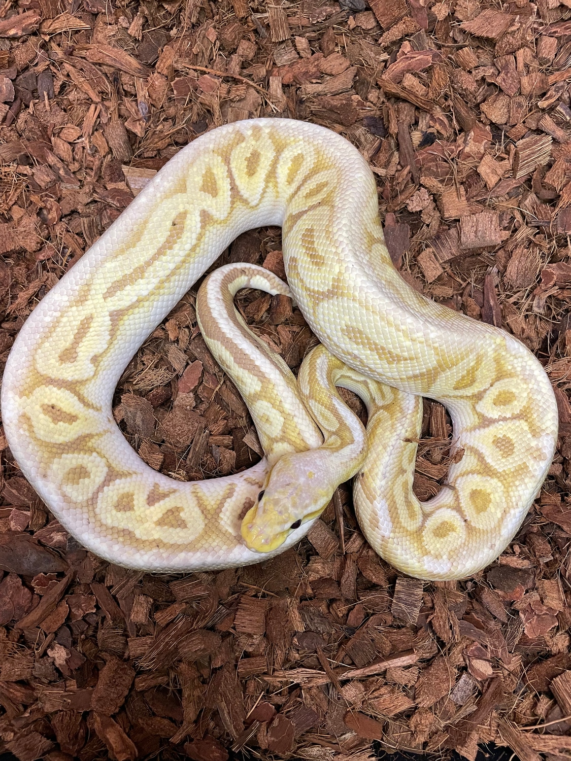 Banana Pastel Cinnamon Ball Python by Big Apple Pythons - MorphMarket