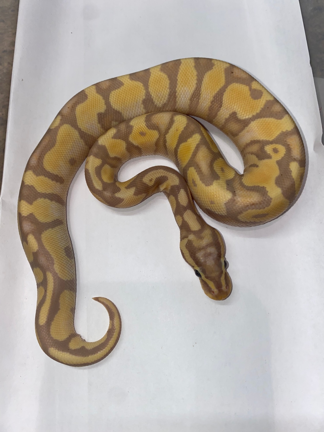 Banana Pastel Enchi Het Pied (Free Shipping) Ball Python by Big Apple ...