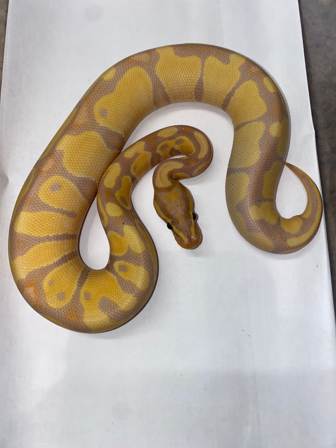 Banana Enchi Het Pied (Free Shipping) Ball Python by Big Apple Pythons ...