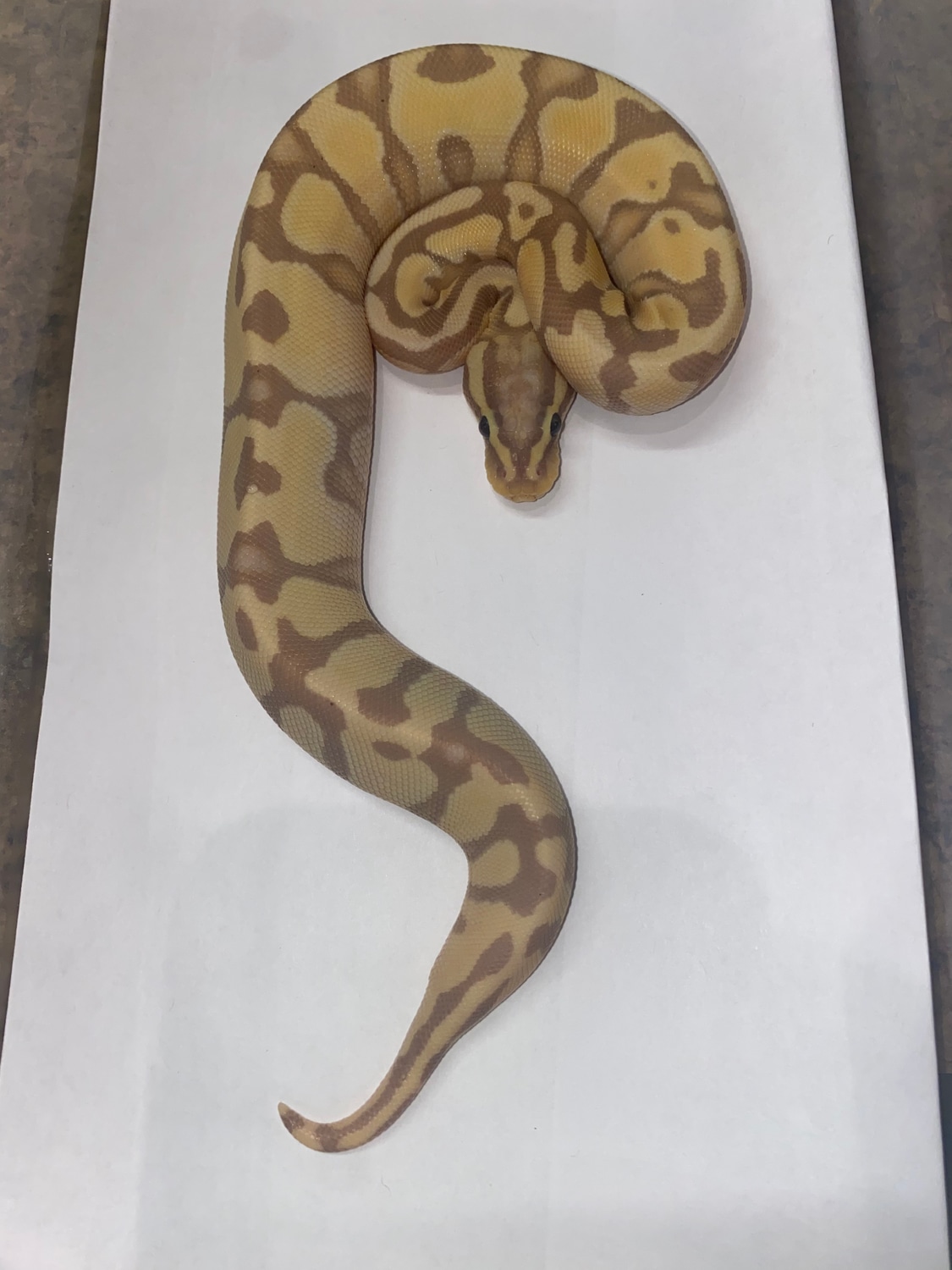 Banana Pastel Enchi Het Pied (Free Shipping) Ball Python by Big Apple ...