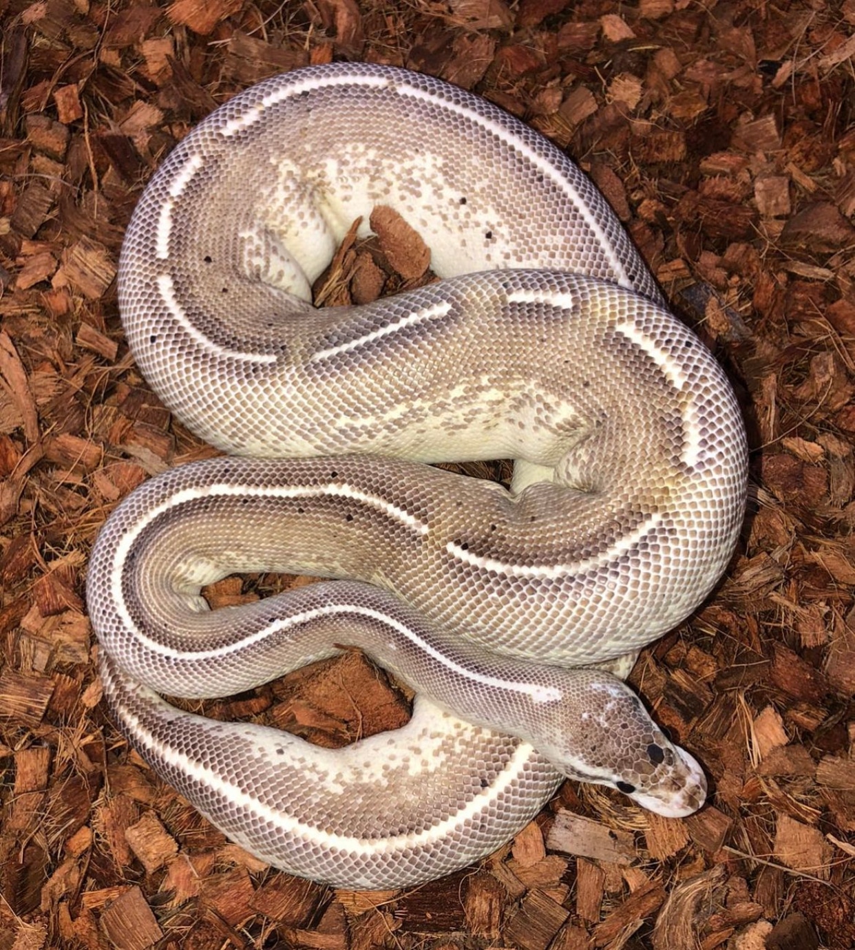 Cinnamon Freeway Ball Python by Big Apple Pythons - MorphMarket