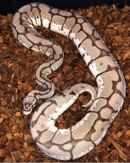 Vpi Axanthic Pastel Spider (Free Shipping) Ball Python by Big Apple Pythons