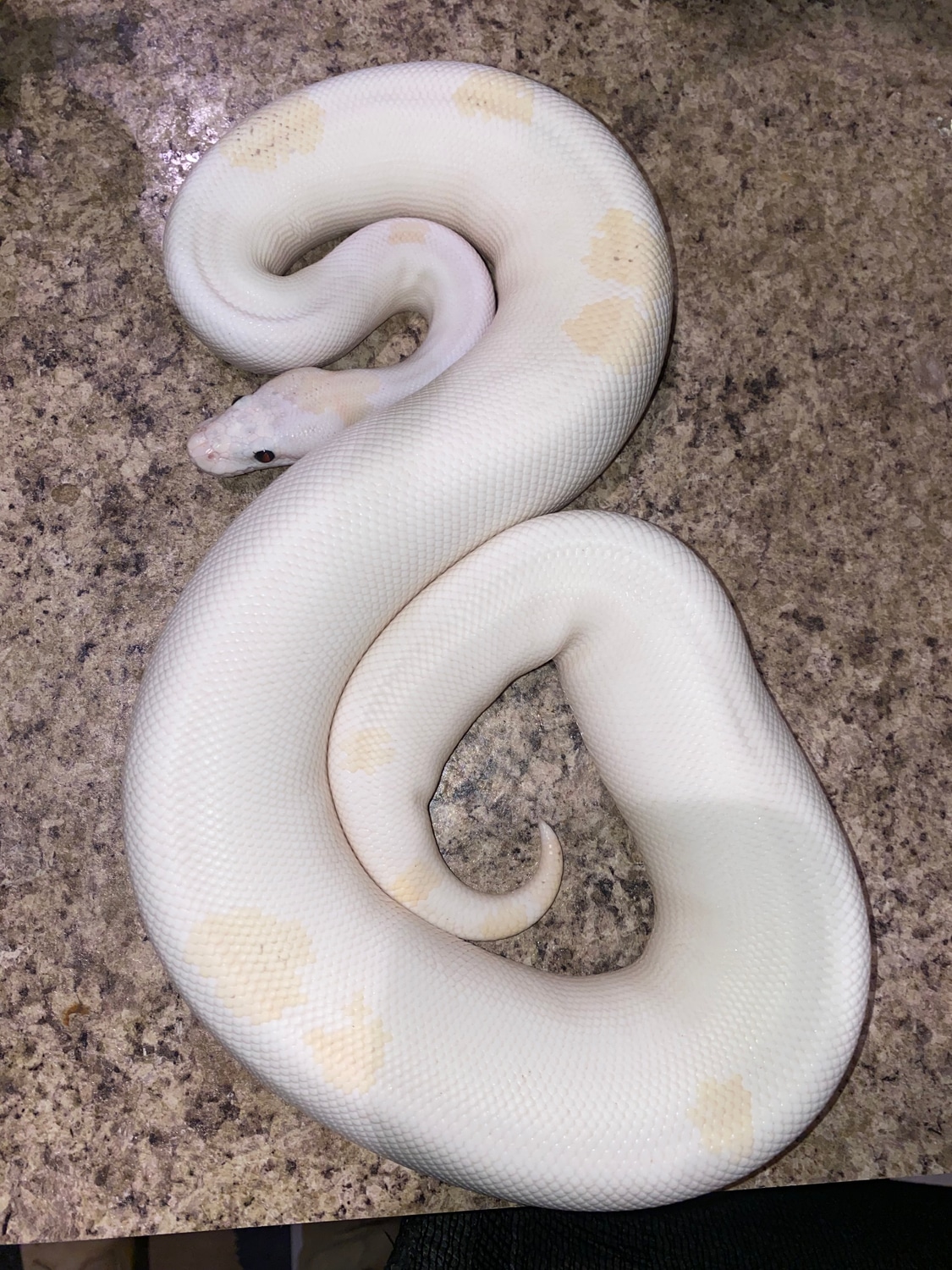 Super Fire Ball Python by Big Apple Pythons - MorphMarket