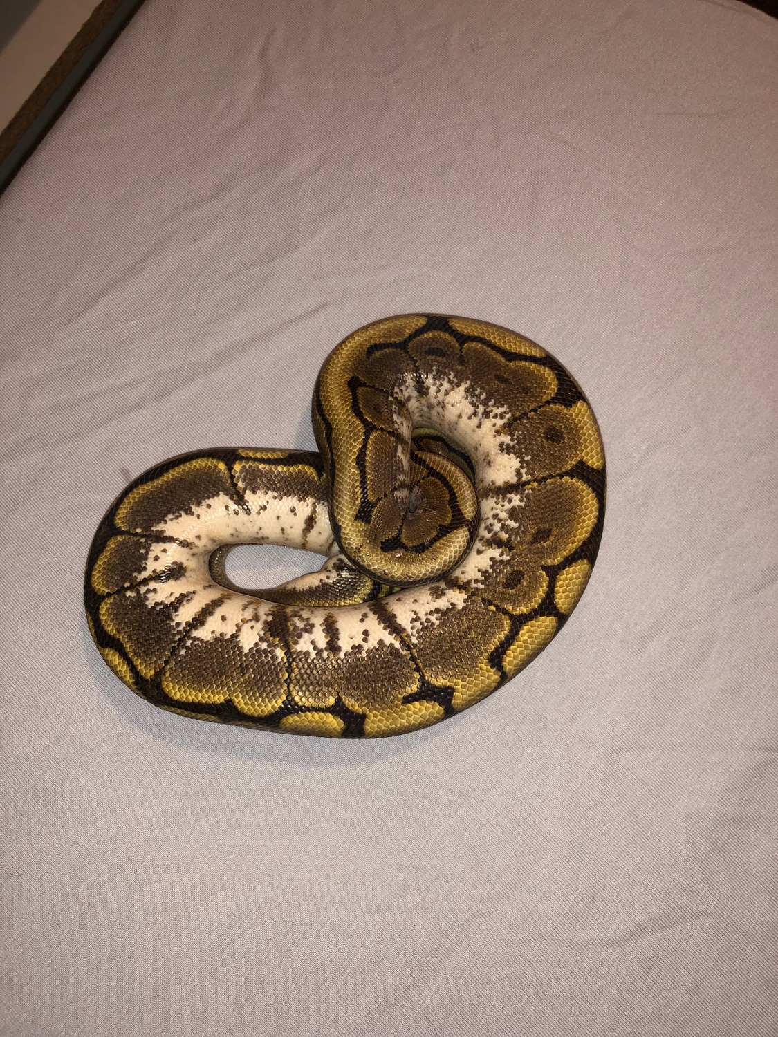 Calico Spider Ball Python by Damian Rosa Reptiles - MorphMarket