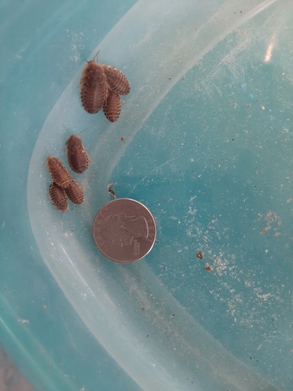 150+ Count Small Dubia Roaches Cockroach by DJ's Dubia Roaches