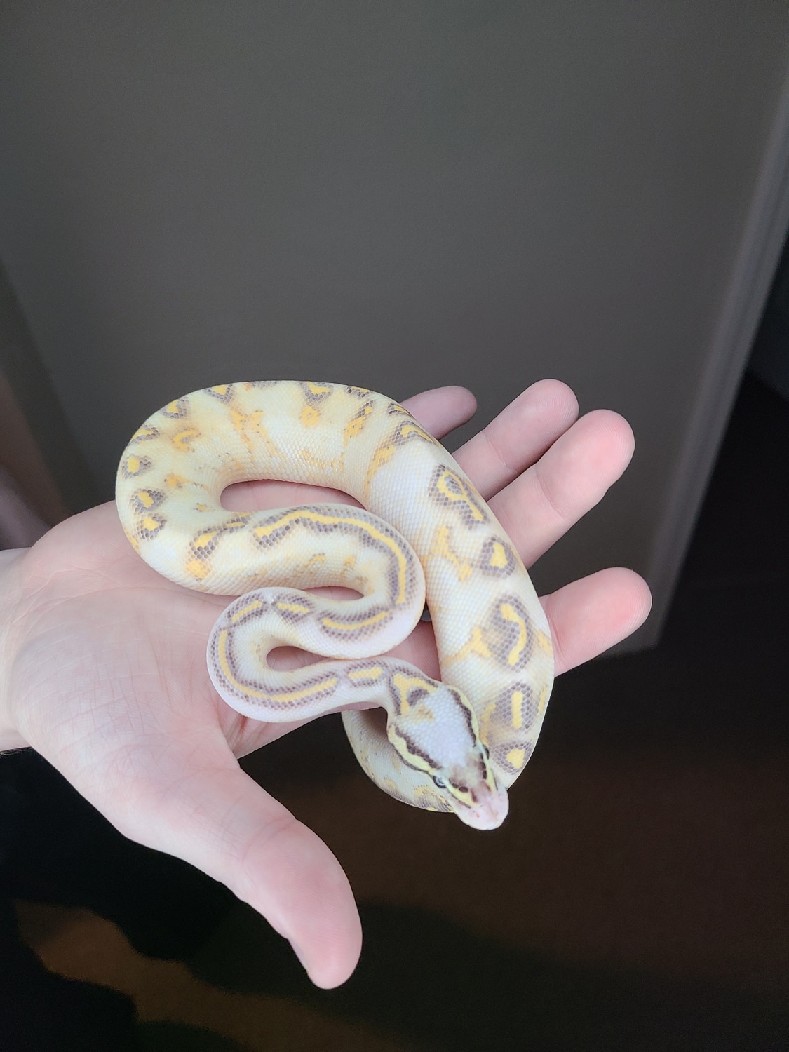Pastel Highway Ball Python by Balls And My Word - MorphMarket