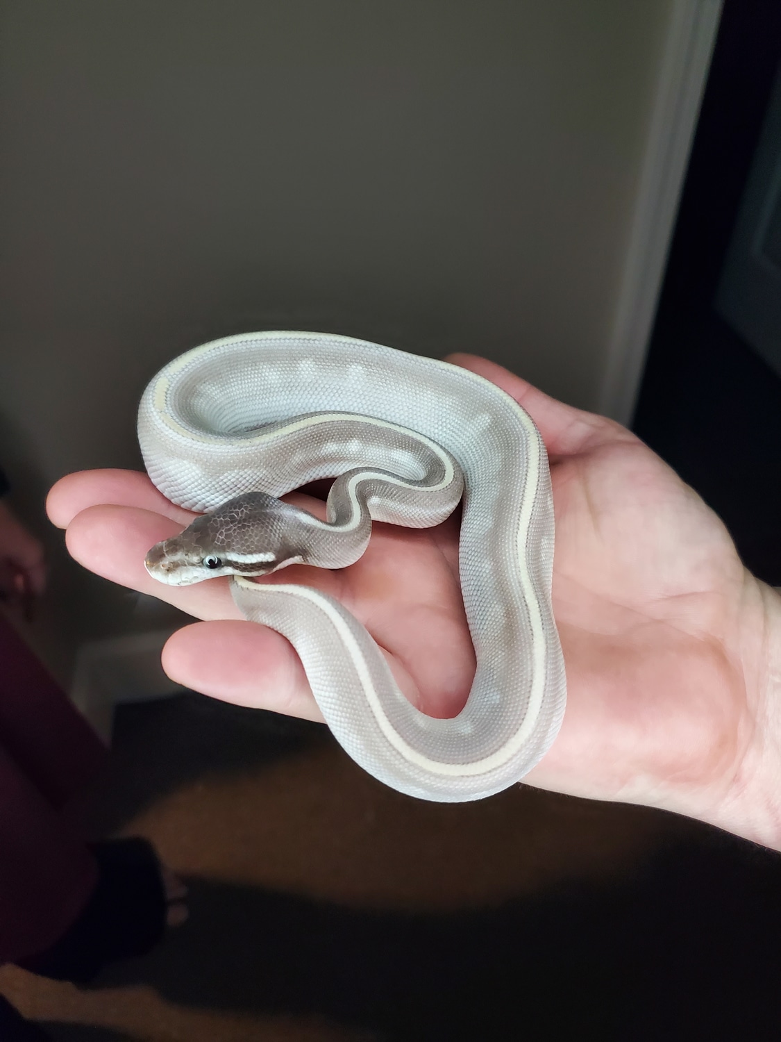 Mystic Potion Ball Python by Balls And My Word - MorphMarket
