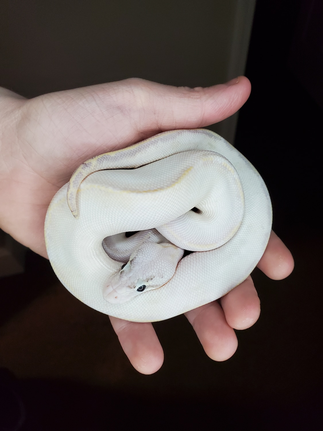 Pastel Ivory Ball Python by BALLS AND MY WORD by Dewayne Marshall ...