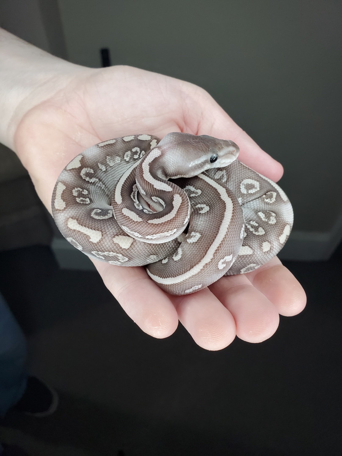 Super Mystic Pastel Ball Python by Balls And My Word - MorphMarket