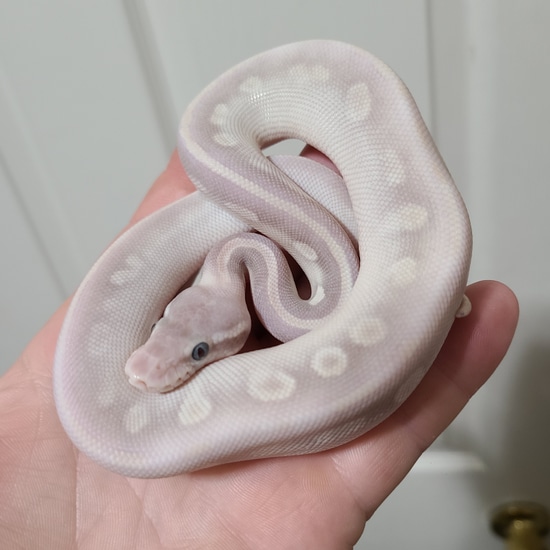 Pastel Mystic Potion FREE SHIPPING! Ball Python by Dewayne Marshall
