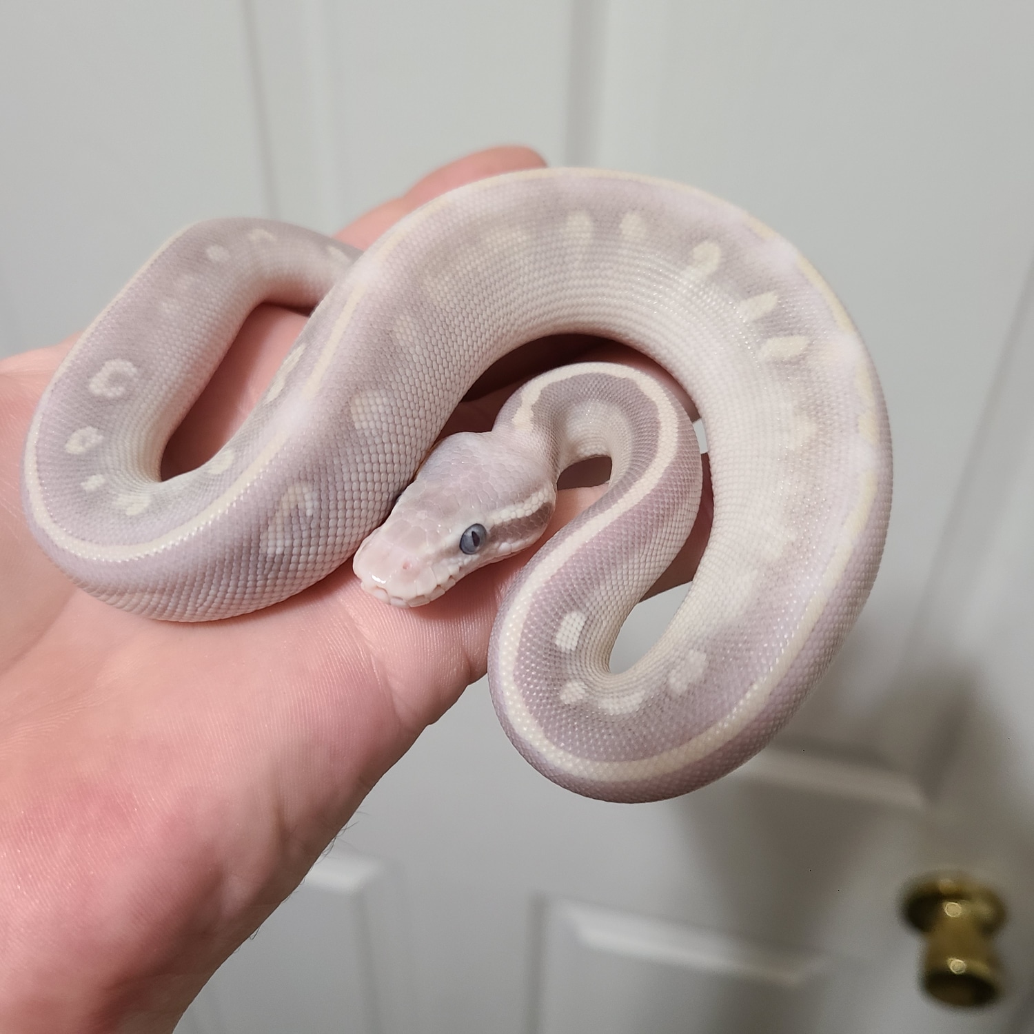 Pastel Mystic Potion FREE SHIPPING! Ball Python by Balls And My Word ...